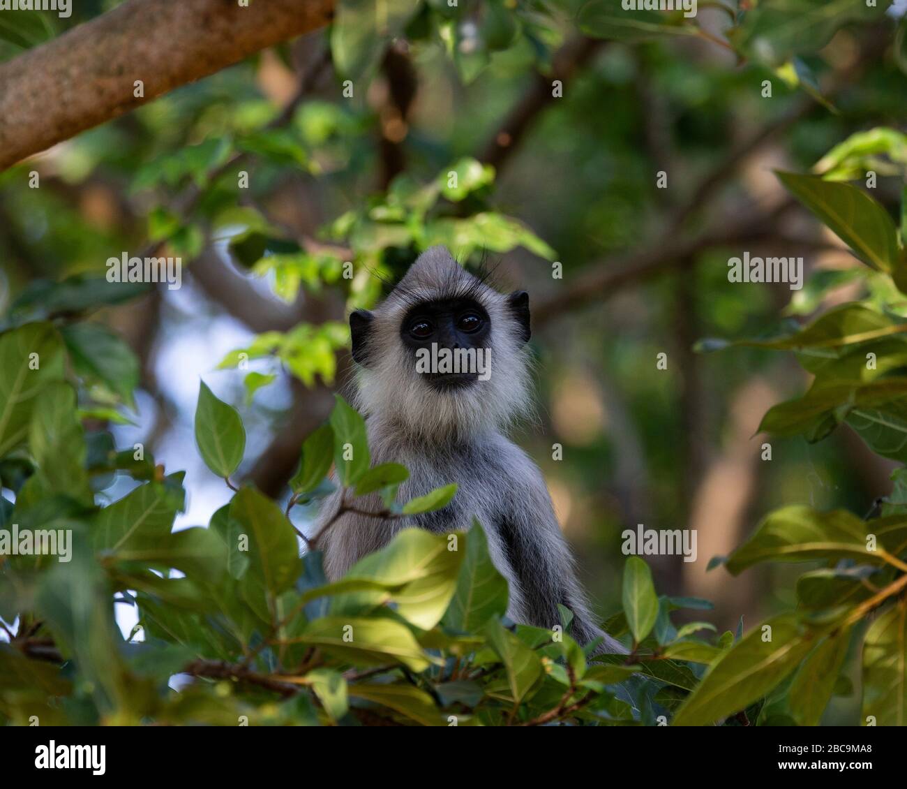 Tufted Grey Langur monkey in Sri Lanka Stock Photo - Alamy