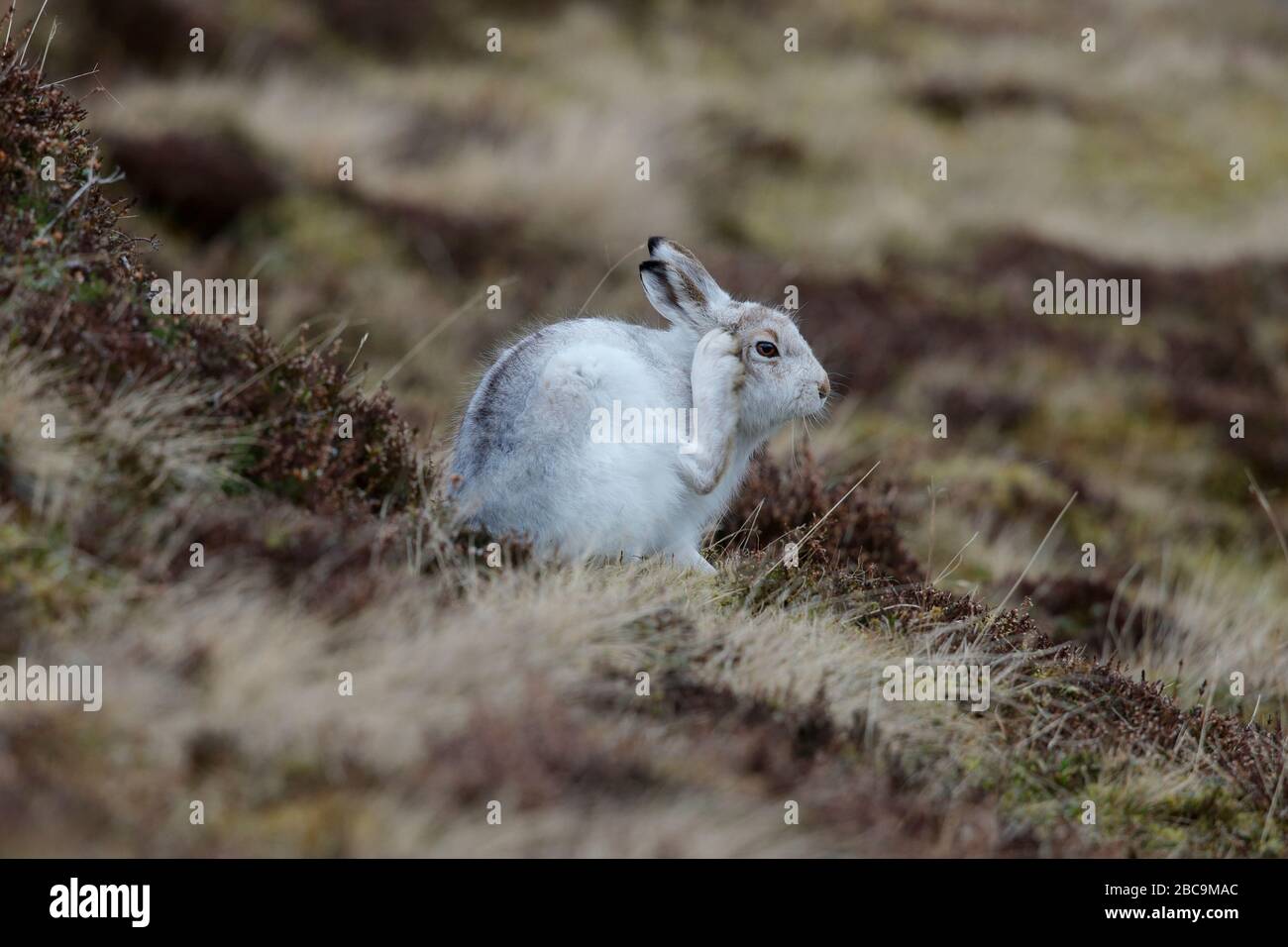 The mountain hare, also known as blue hare, tundra hare, variable hare ...