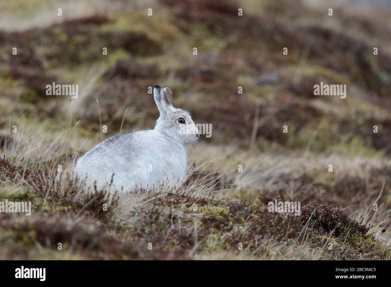 The mountain hare, also known as blue hare, tundra hare, variable hare ...