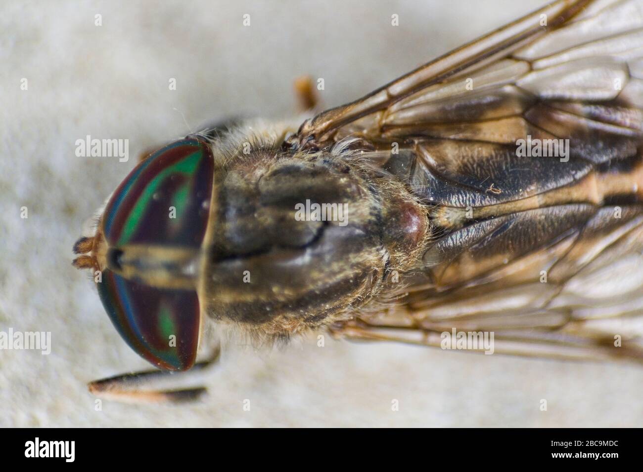 Dead Large Fly Stock Photo - Alamy