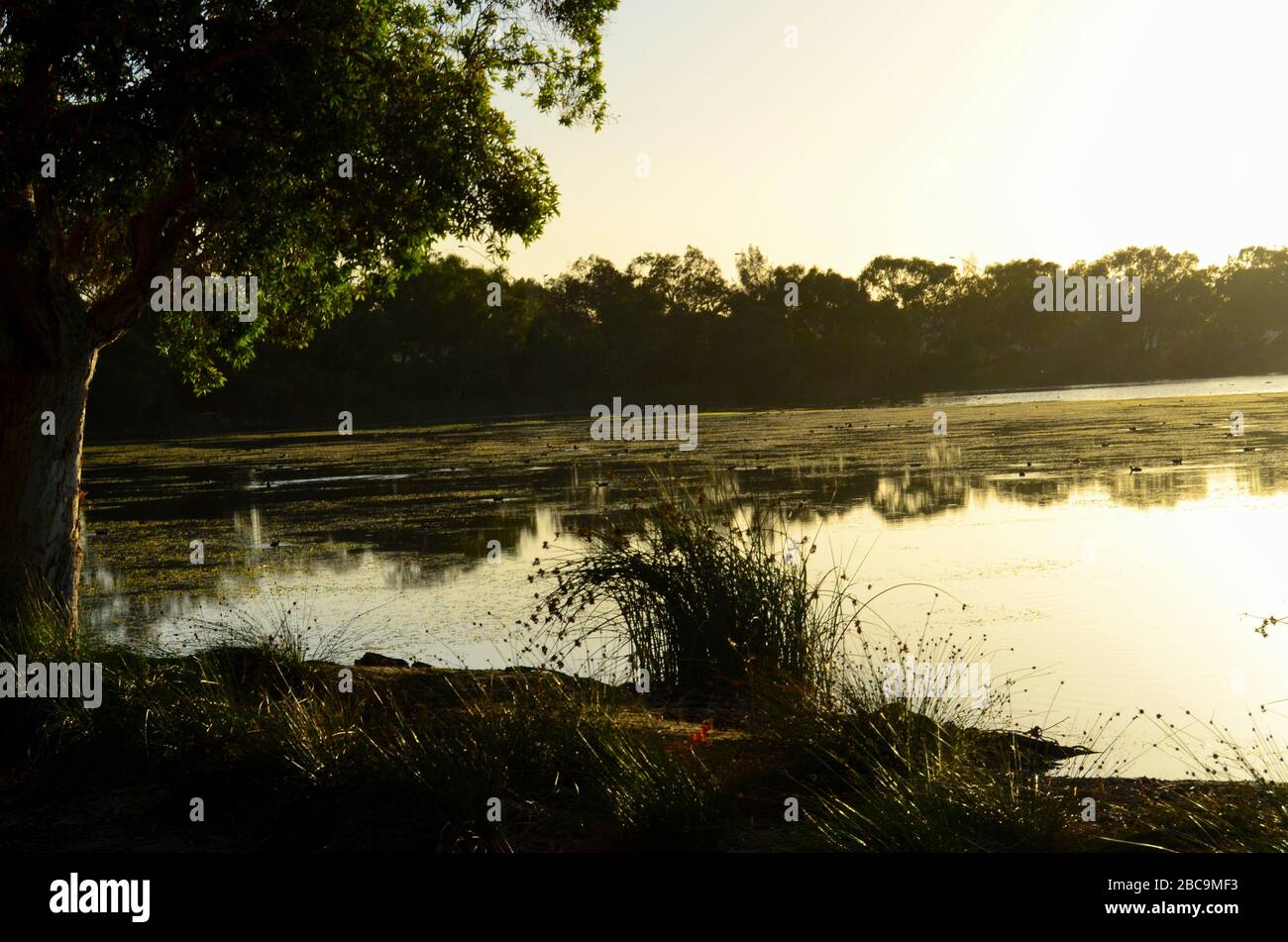 Lake Monger Reserve Stock Photo - Alamy