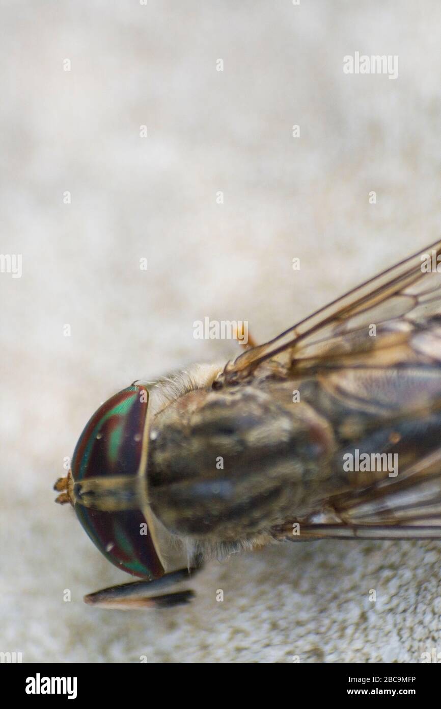 Dead Large Fly Stock Photo - Alamy