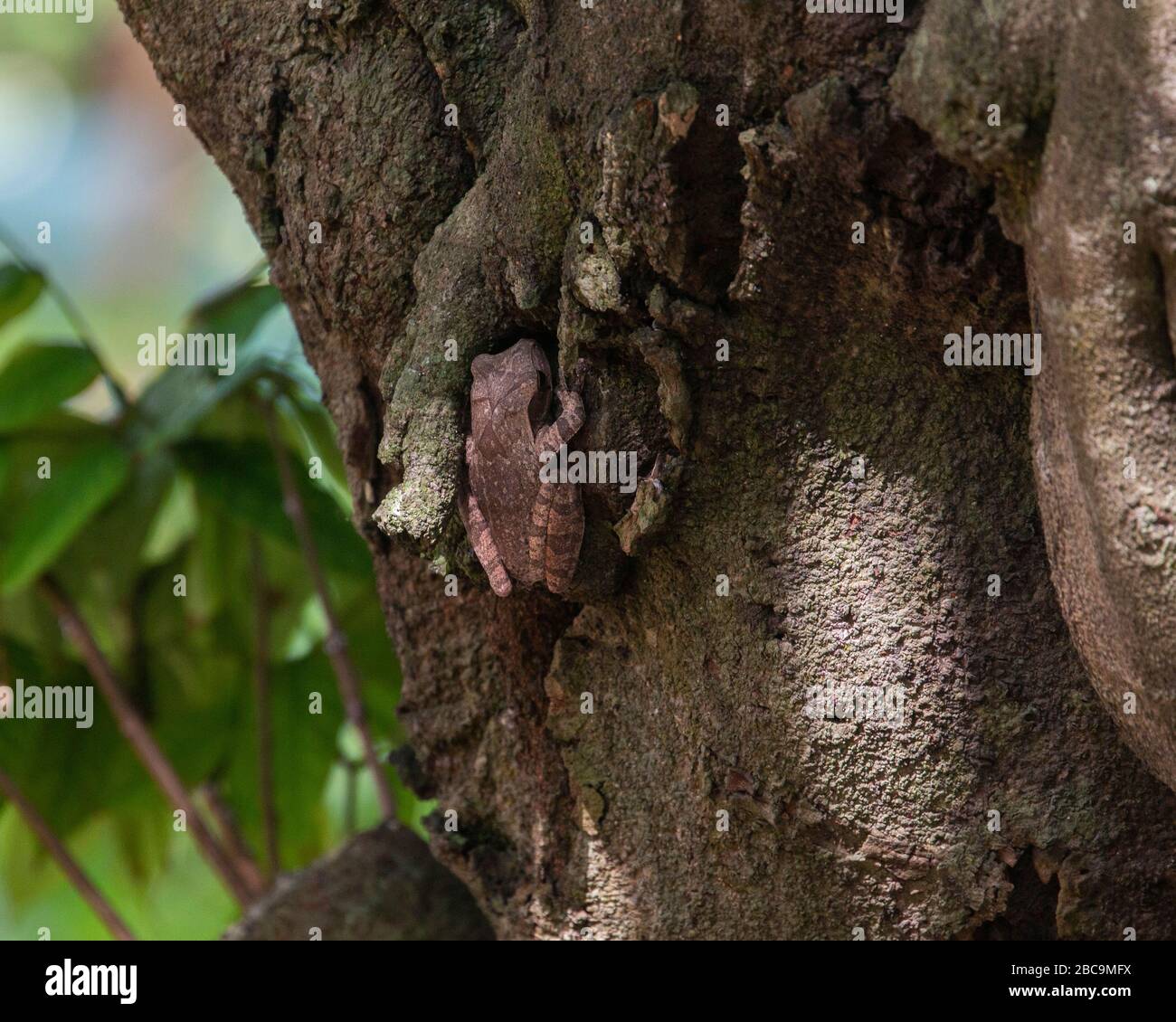 Frog amphibian sri lanka hi-res stock photography and images - Alamy
