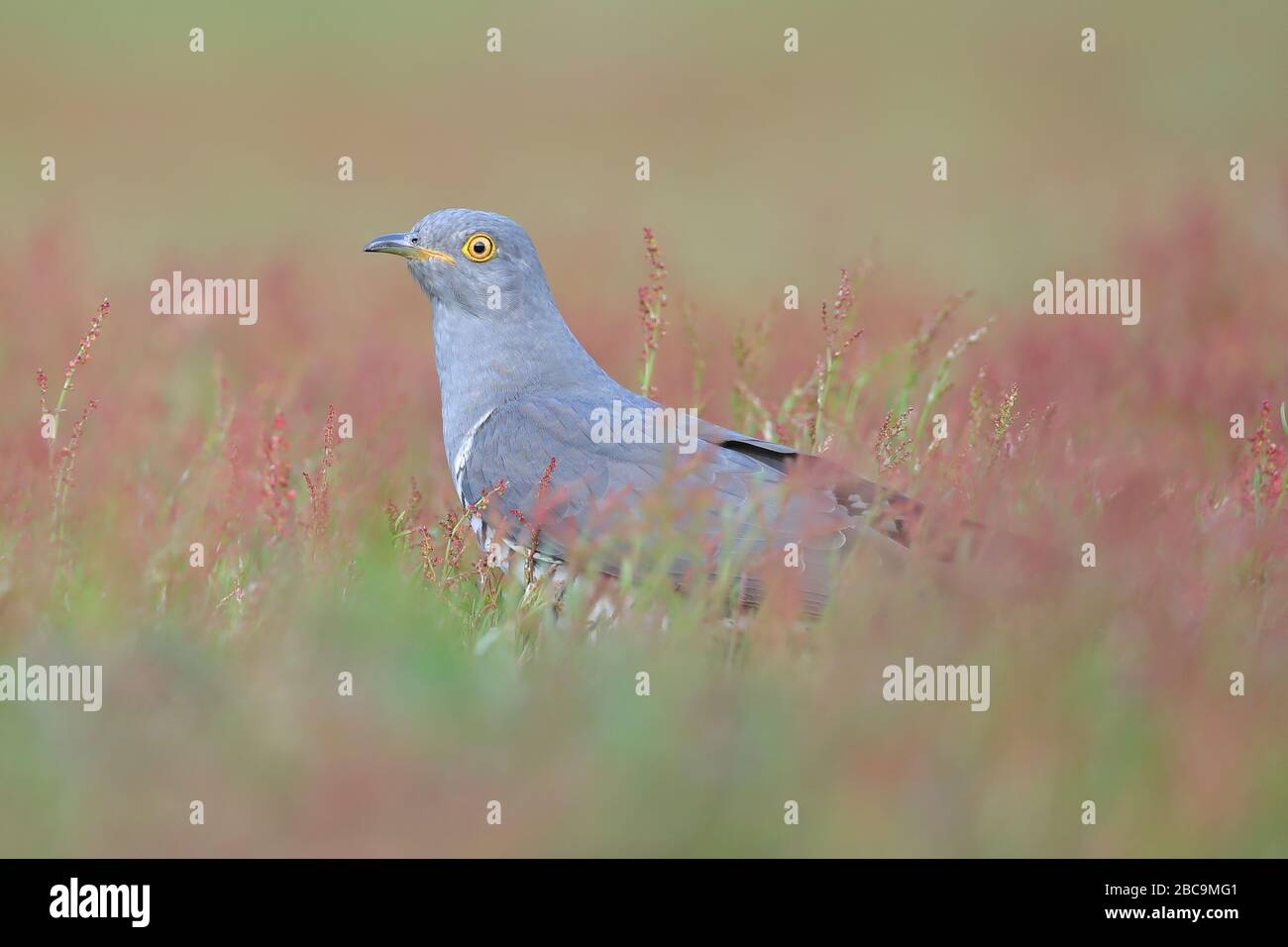 Common cuckoo cuculus canorus adult male hi-res stock photography and ...