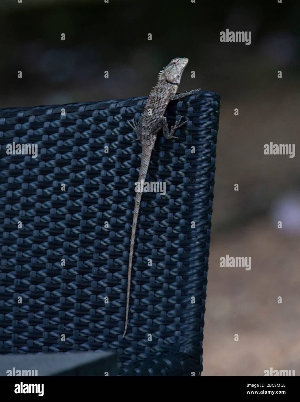 An Eastern Garden Lizard rests on a garden chair in Sri Lanka Stock ...