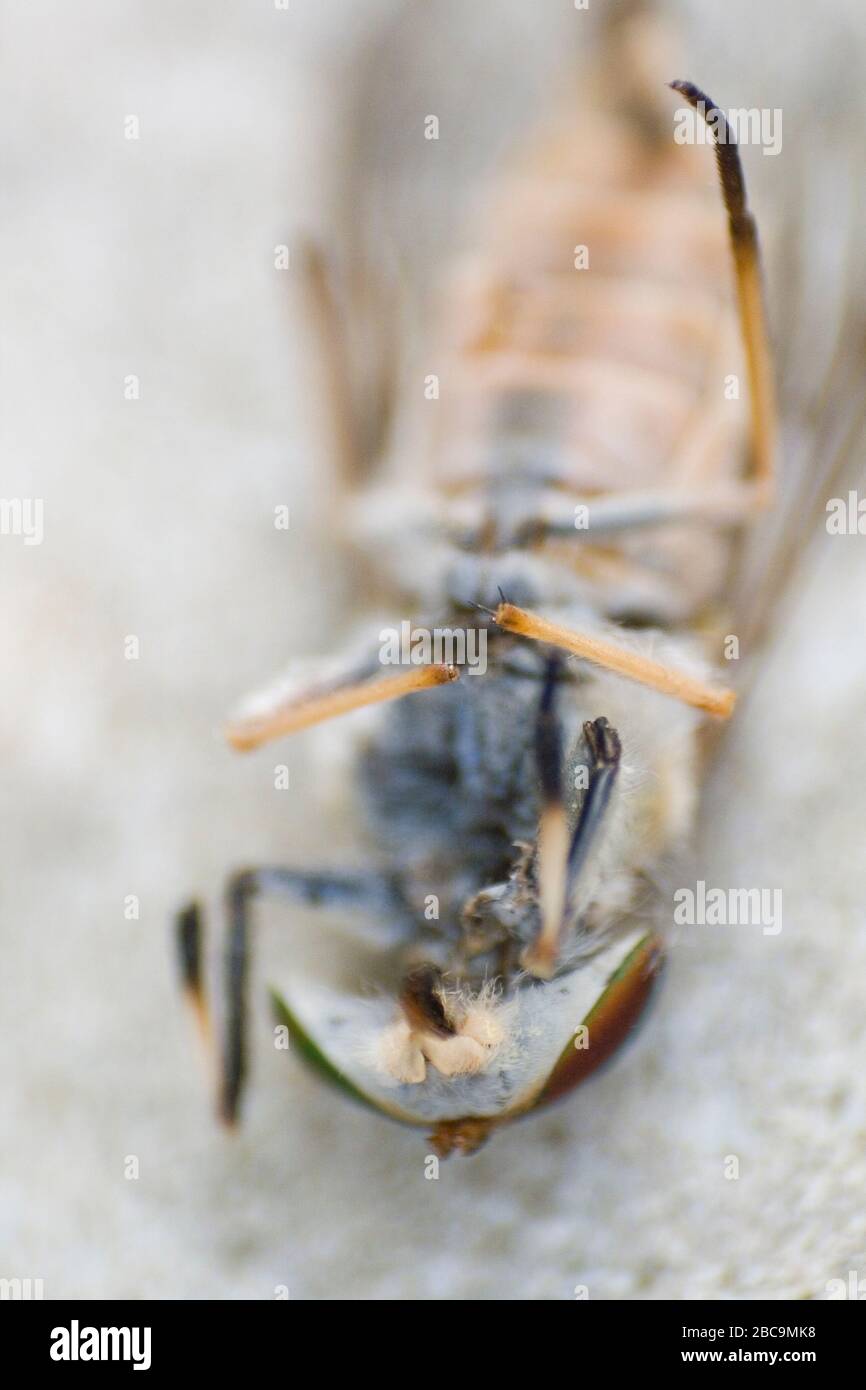 Dead Large Fly Stock Photo - Alamy