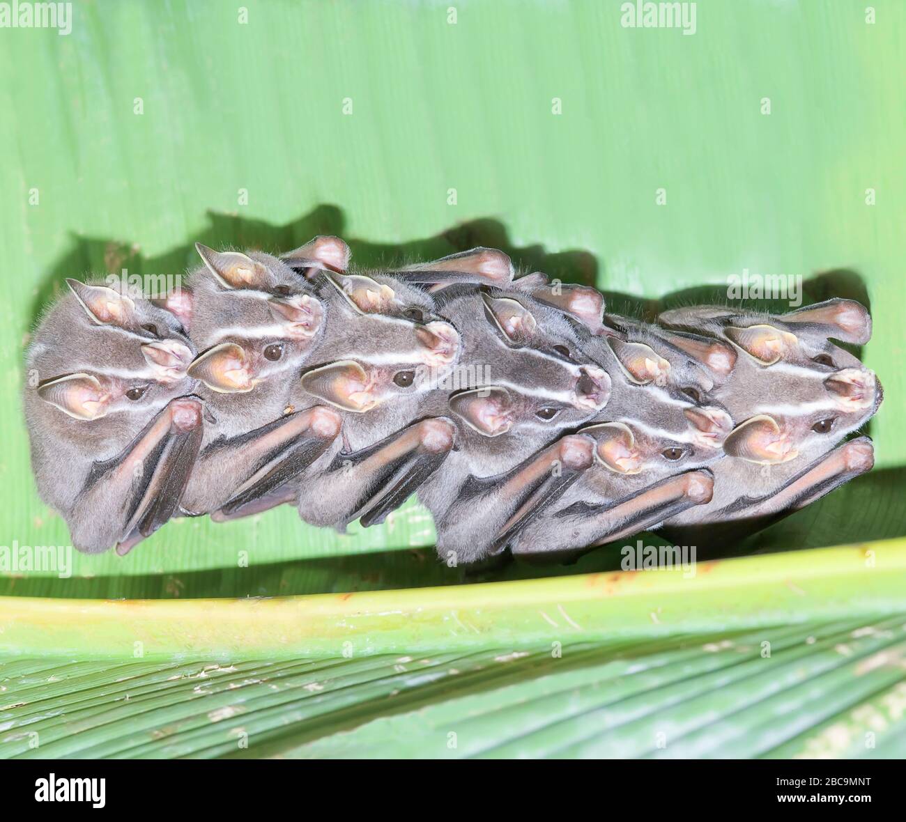 Tent making bats (Uroderma bilobatum) stack sitting on a green, Costa ...
