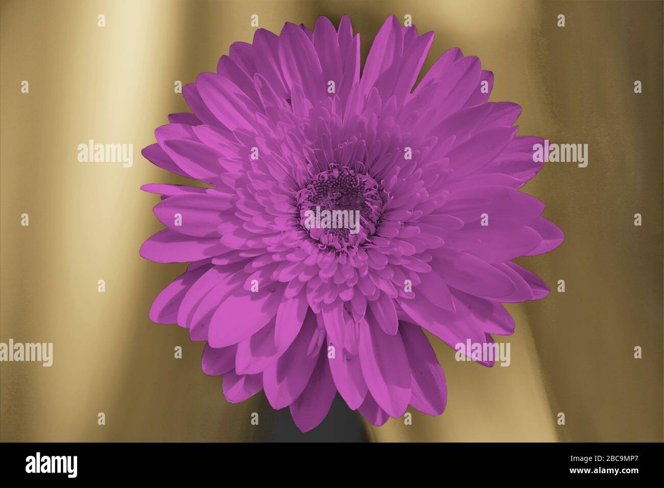 Floral background with vibrant colors flowers isolated in color ...