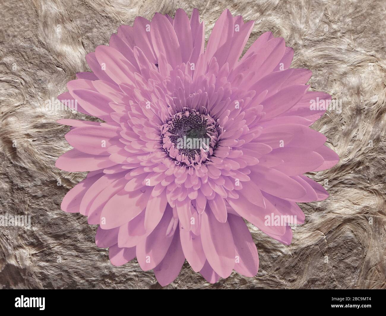 Floral background with vibrant colors flowers isolated in color ...