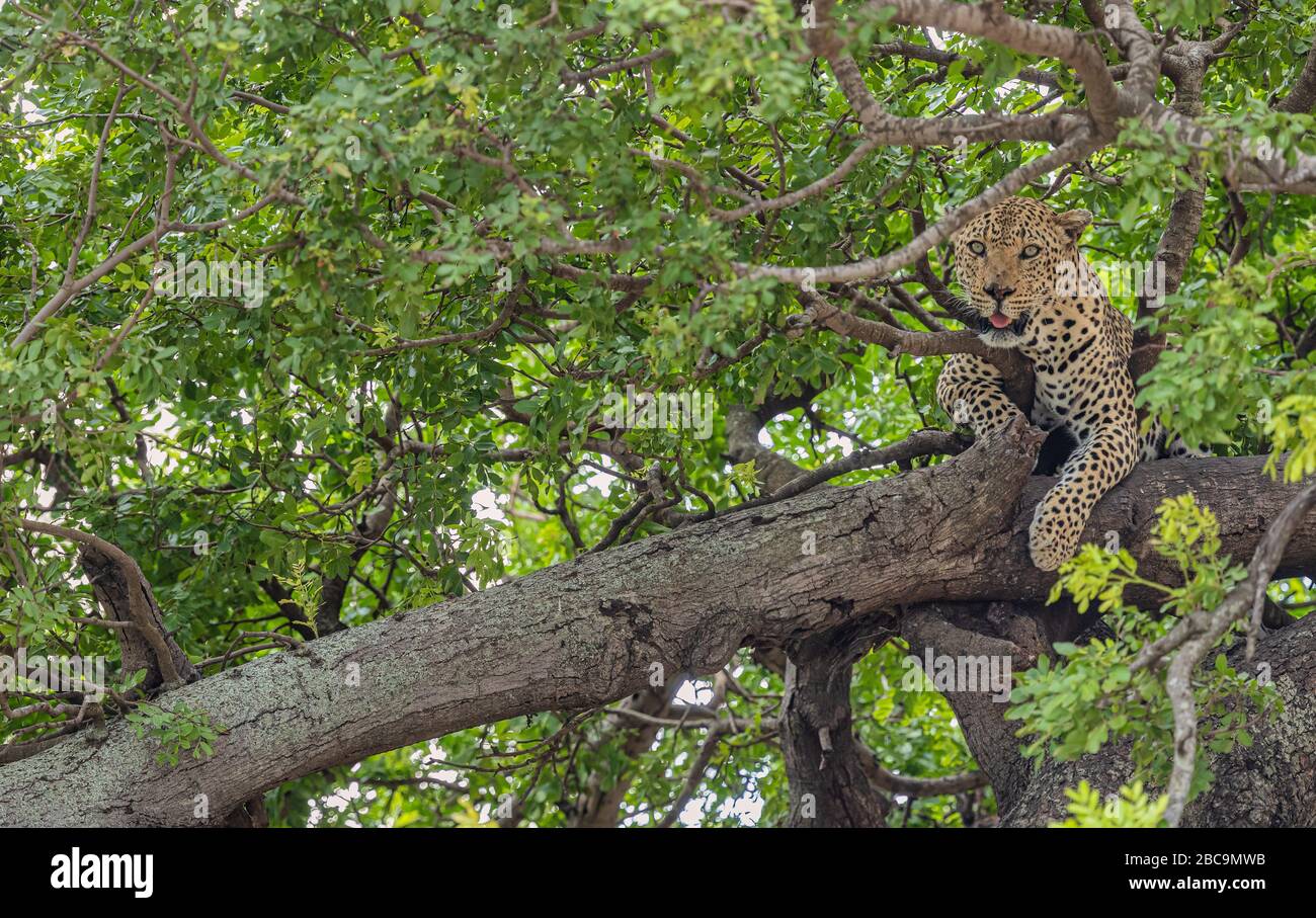 Leopard resting in a tree in South Africa's national parks Stock Photo ...