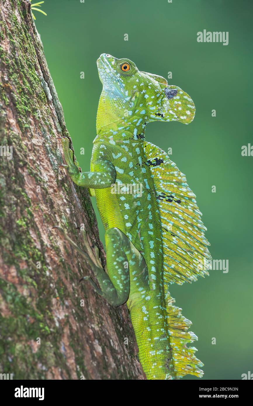 Plumed Basilisk (Basiliscus plumifrons) climbing tree, Costa Rica ...