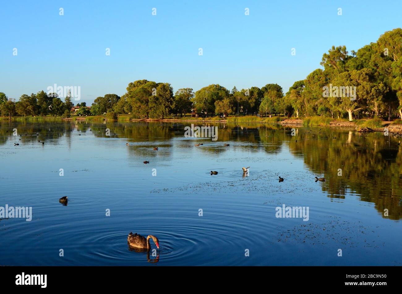 Lake Monger Reserve Stock Photo - Alamy