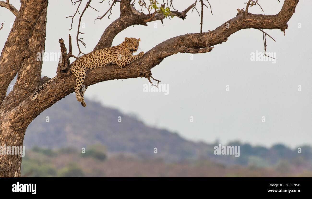 Leopard resting in a tree in South Africa's national parks Stock Photo ...
