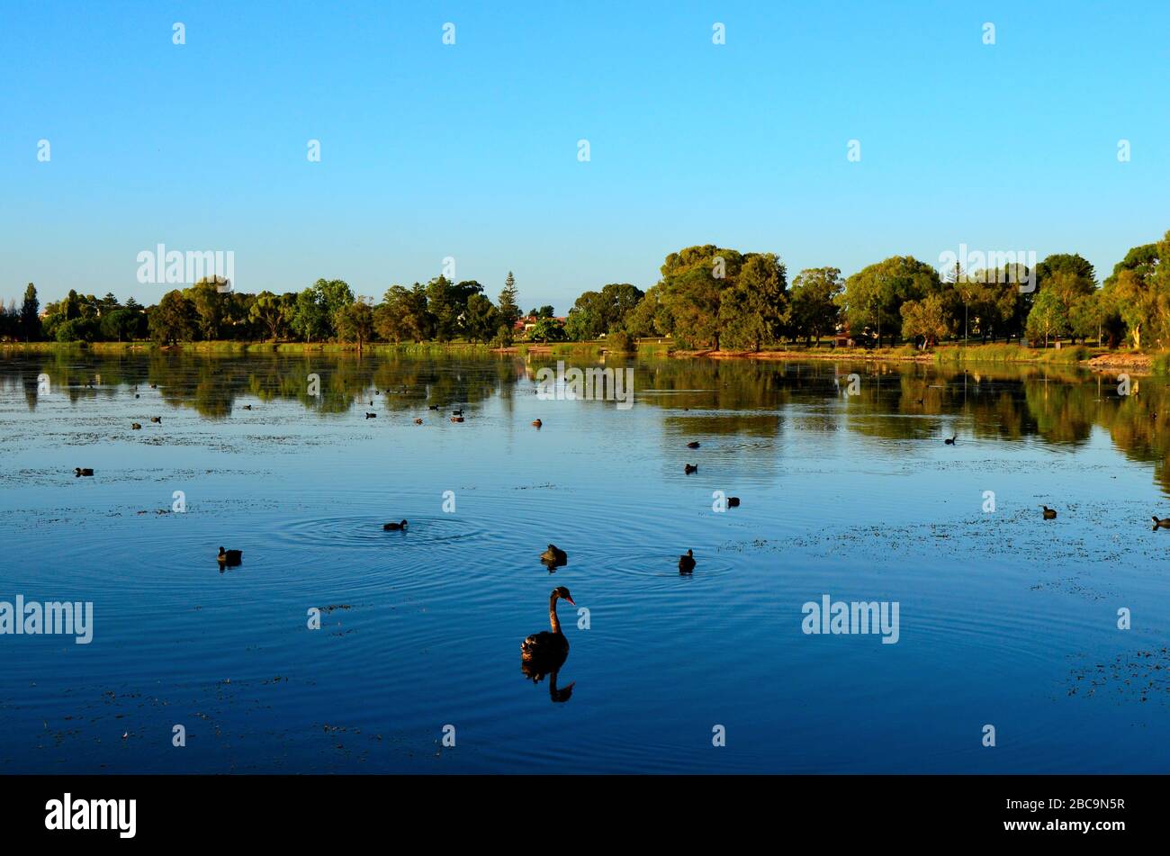 Lake Monger Reserve Stock Photo - Alamy