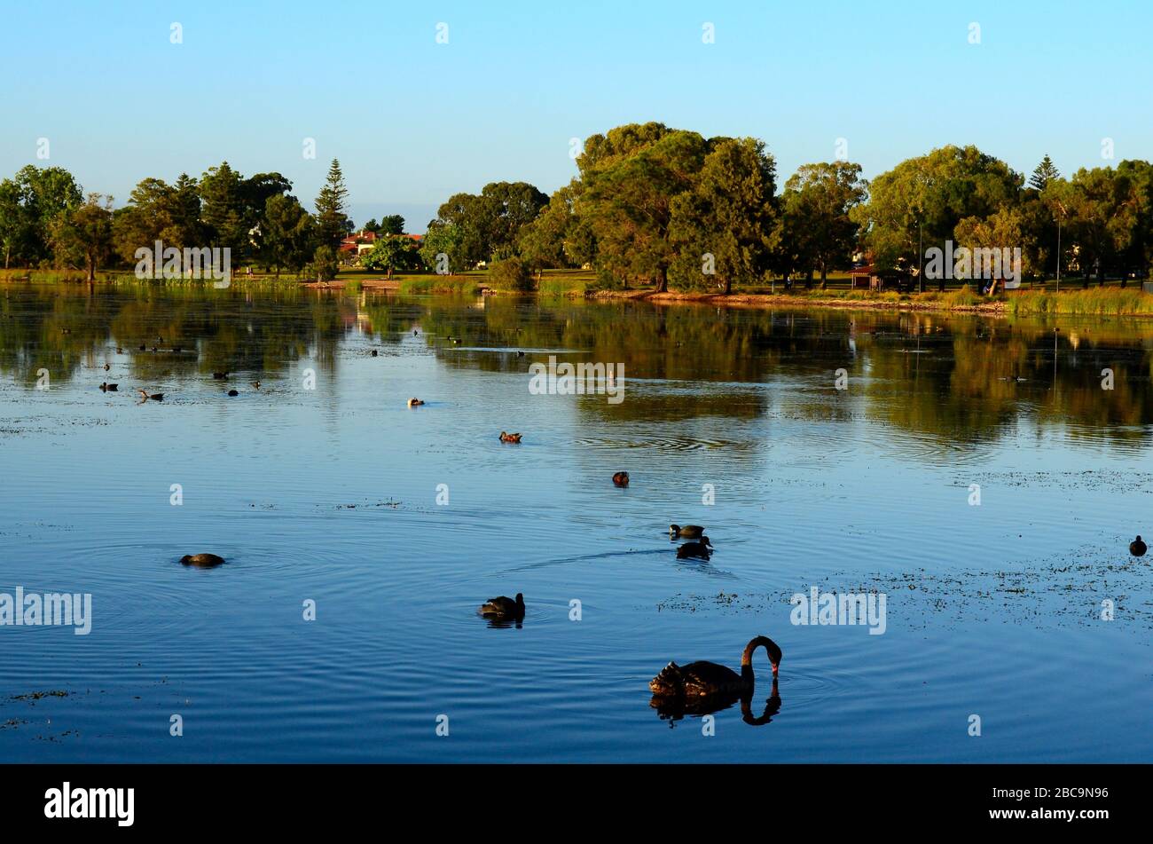 Lake Monger Reserve Stock Photo - Alamy