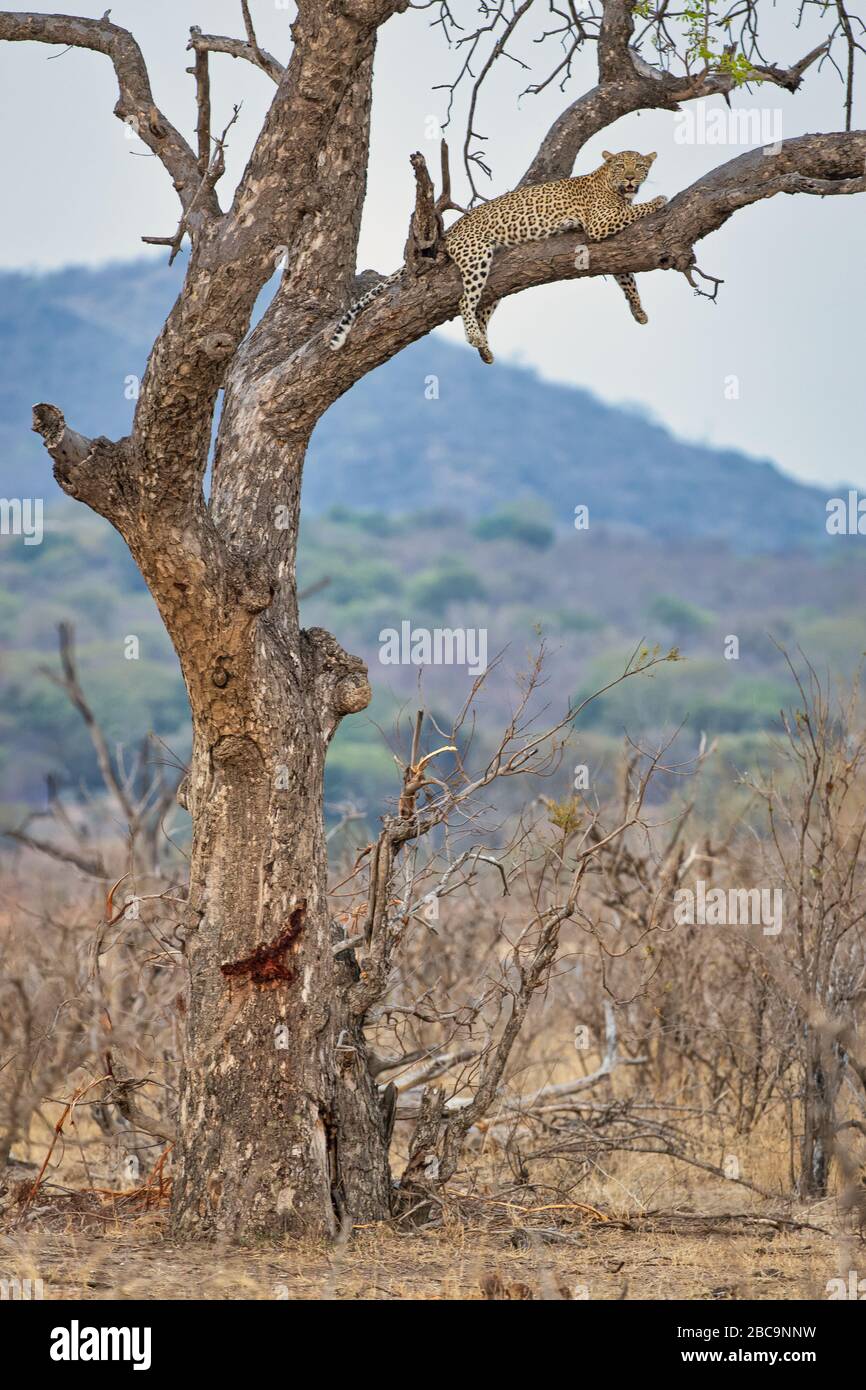 Leopard resting in a tree in South Africa's national parks Stock Photo ...