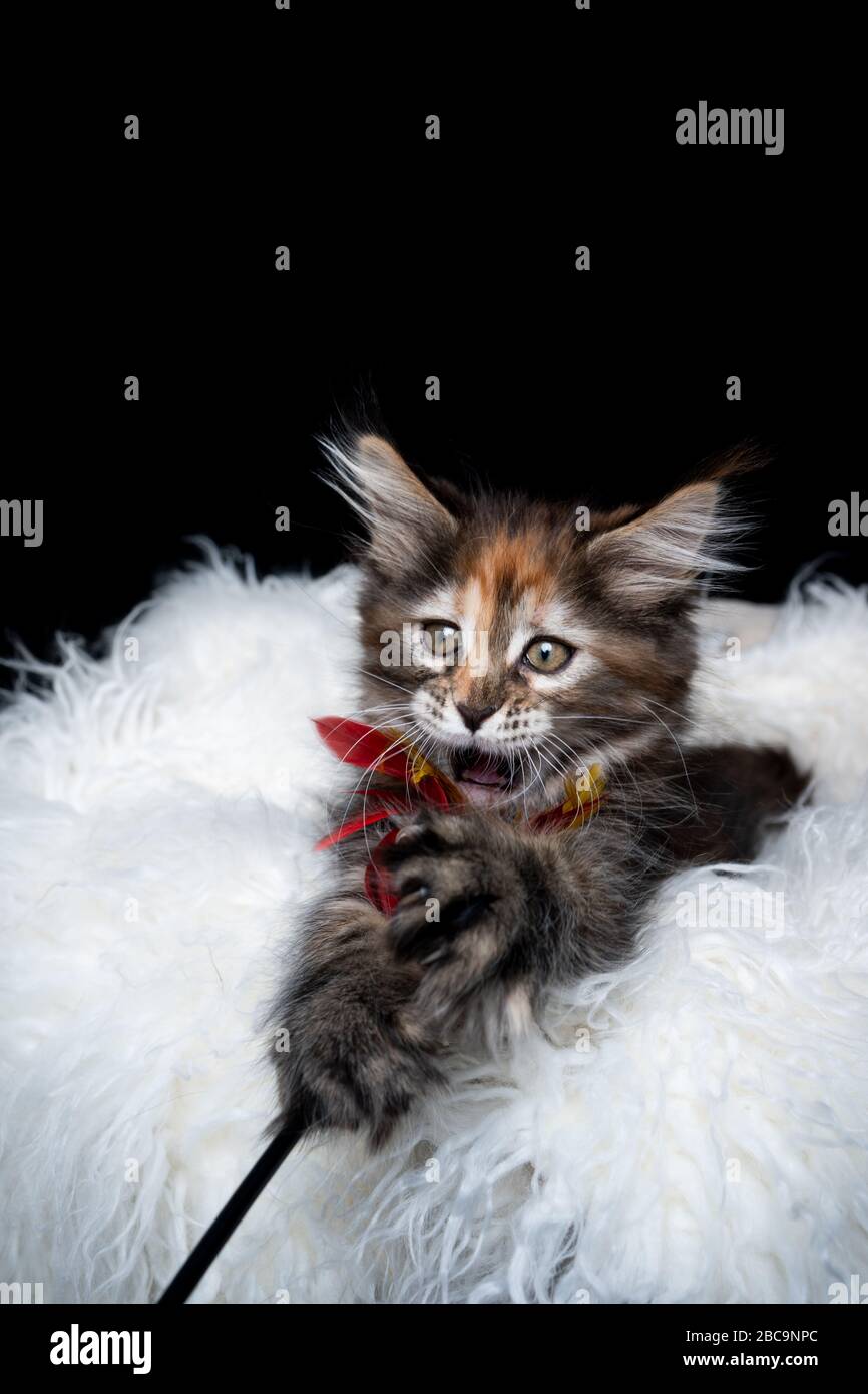 cute 8 week old maine coon kitten playing with feather toy in front of ...