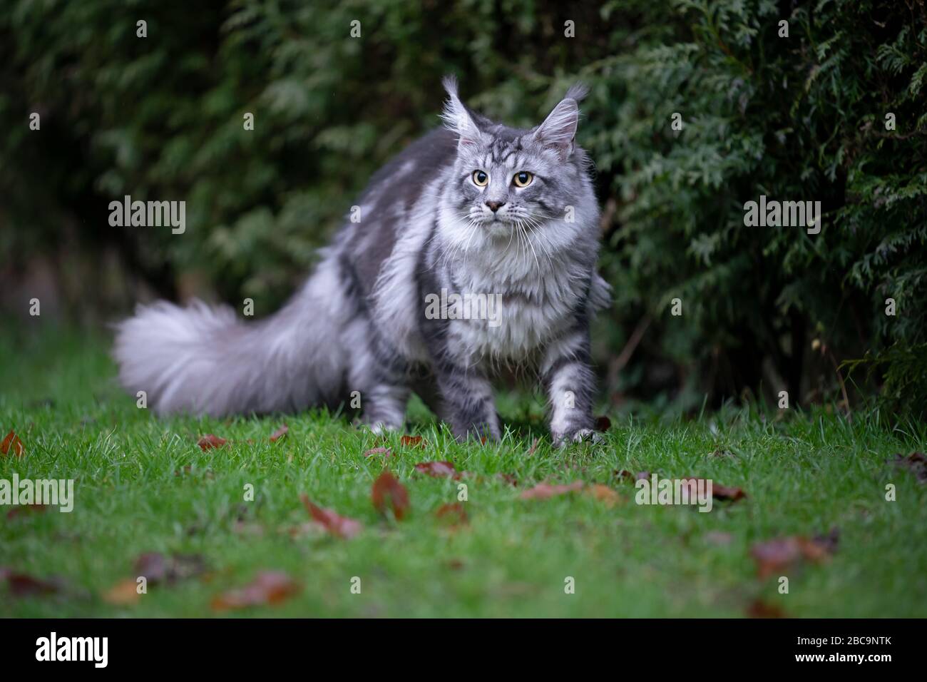 beautiful silver tabby maine coon cat outdoors on the prowl walking on ...