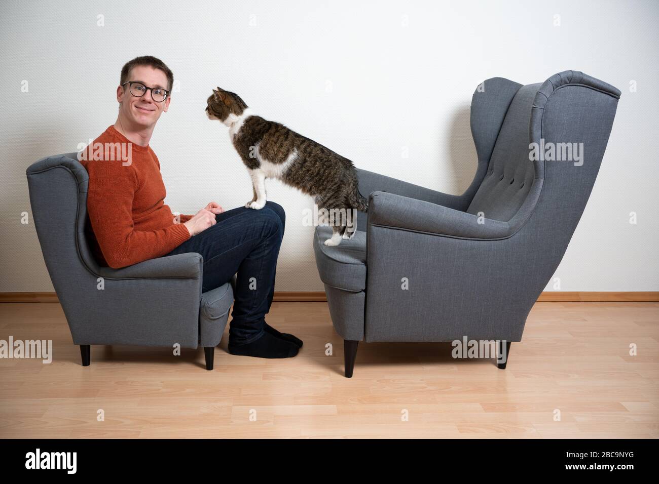 tabby white british shorthair cat rearing up standing on legs of pet ...