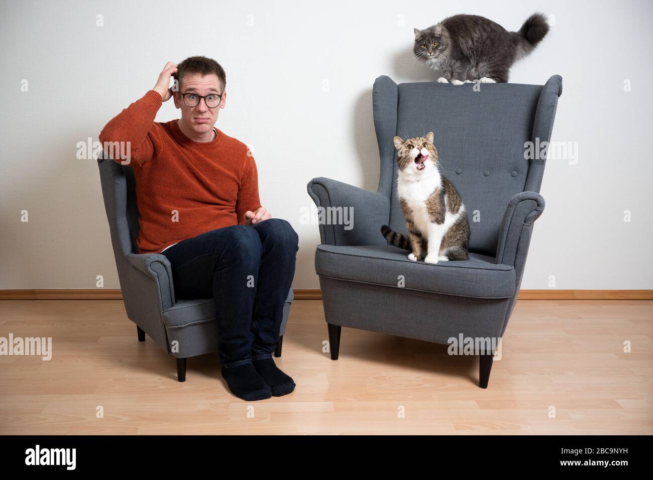 funny concept of cat owner scratching head looking confused sitting on ...