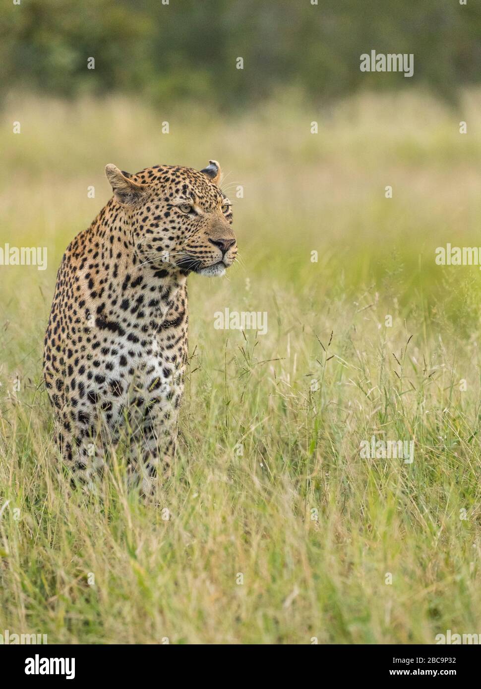 Leopard of the Greater Kruger National Park, South Africa Stock Photo ...