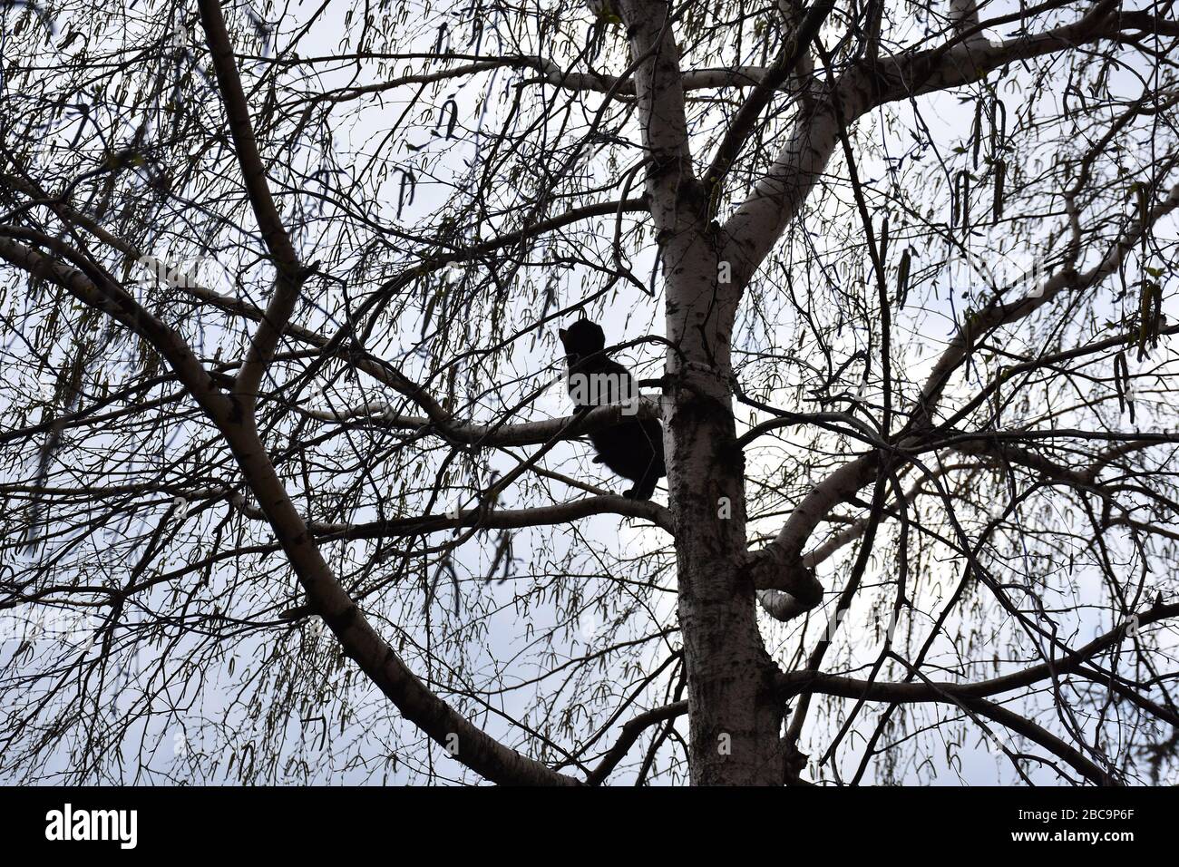 Black cat on birch tree. Cloudy sky in the background Stock Photo - Alamy