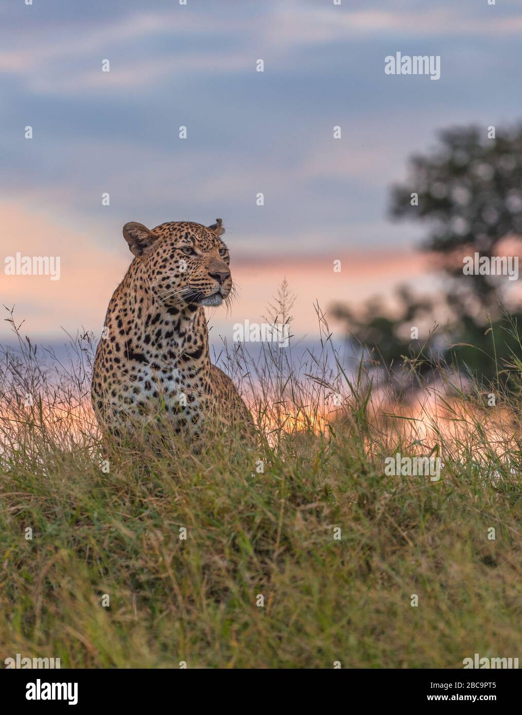 Leopard of the Greater Kruger National Park, South Africa Stock Photo ...