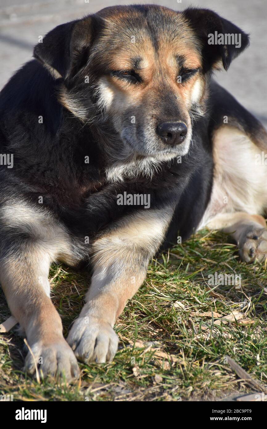 Street dog hi-res stock photography and images - Alamy