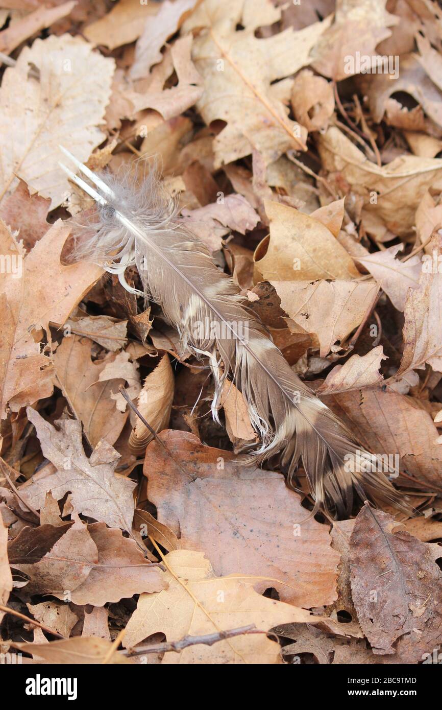 Leaves with feather hi-res stock photography and images - Alamy