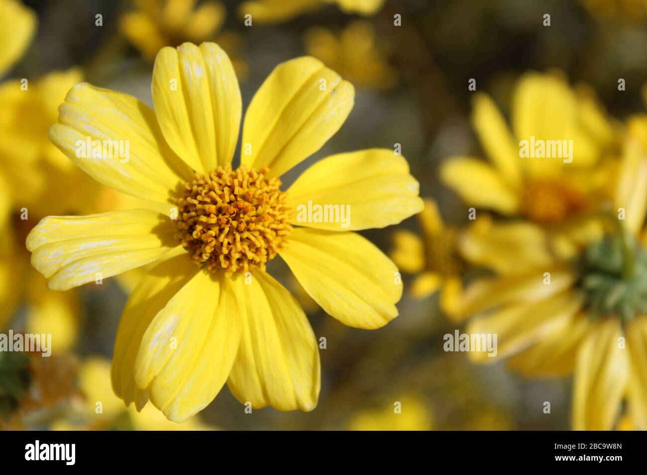 Mojave desert flowers hi-res stock photography and images - Alamy