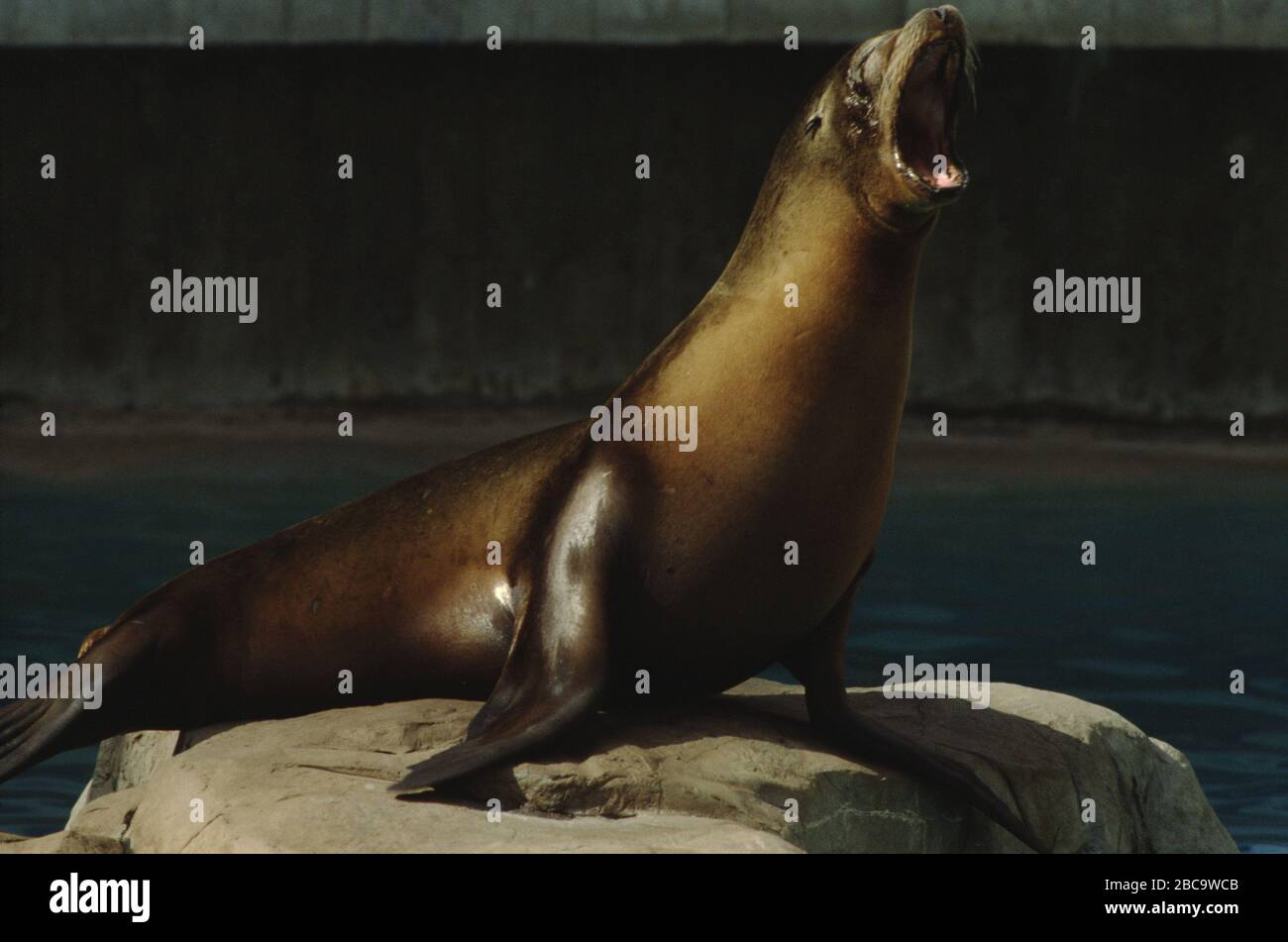 Howling lion hi-res stock photography and images - Alamy