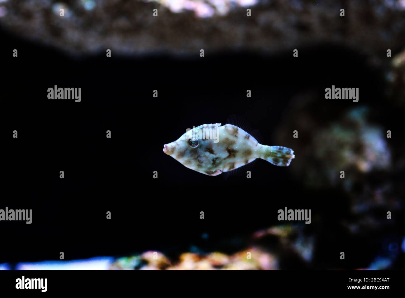 Aiptasia Eating Filefish - ( Acreichthys tomentosus Stock Photo - Alamy