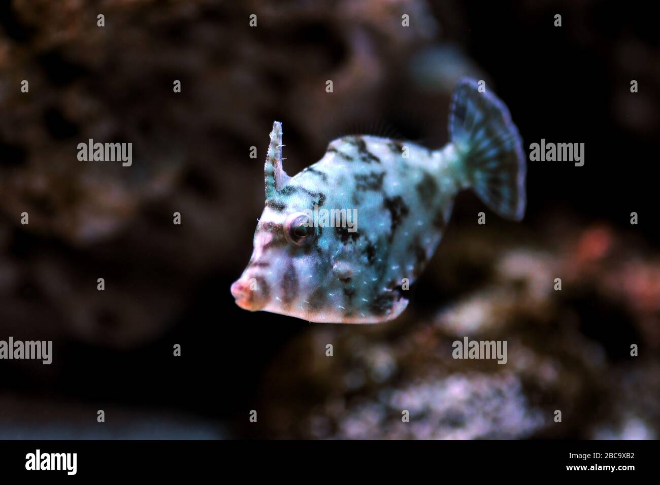 Aiptasia Eating Filefish - ( Acreichthys tomentosus Stock Photo - Alamy