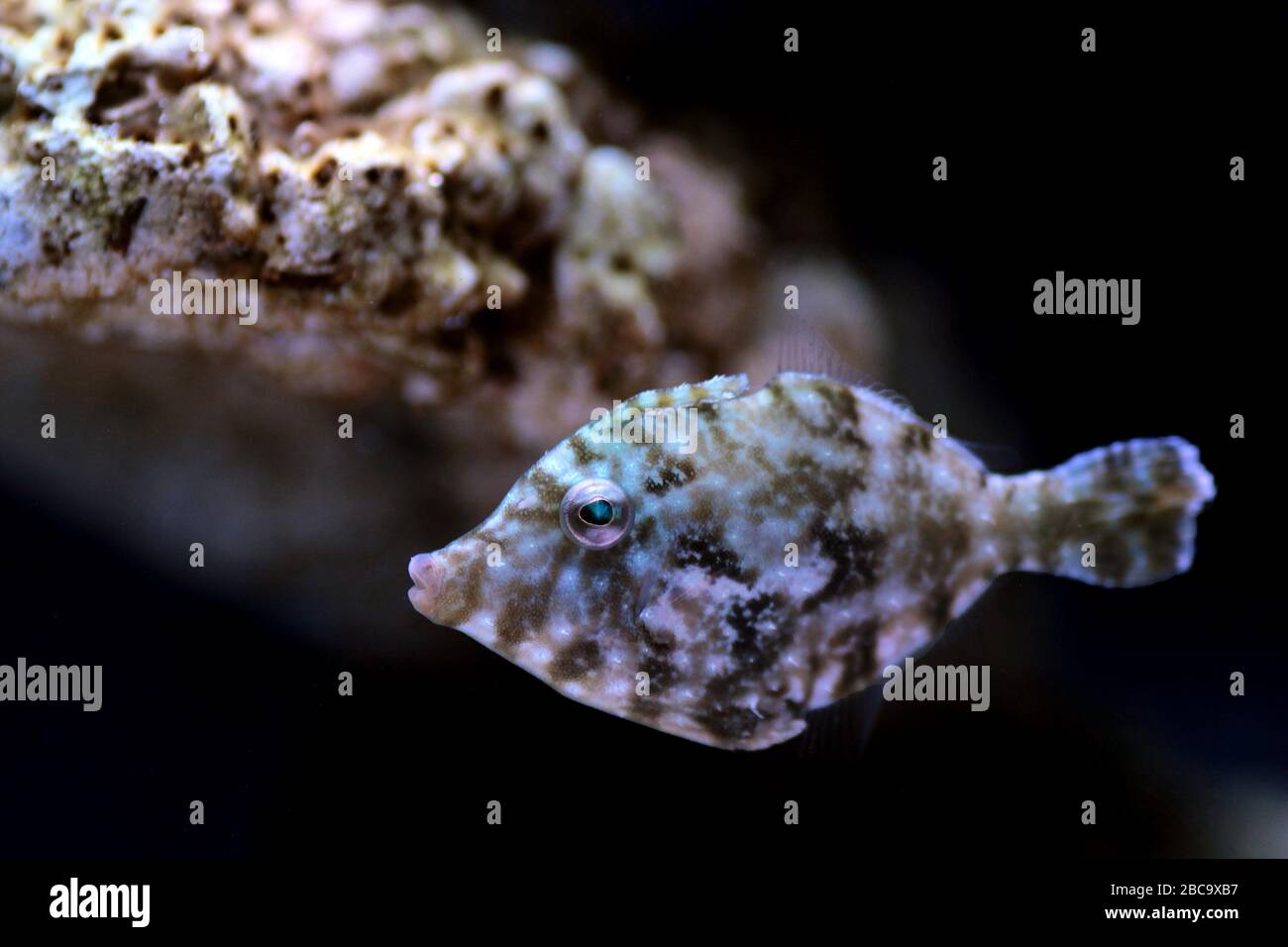 Aiptasia Eating Filefish - ( Acreichthys tomentosus Stock Photo - Alamy