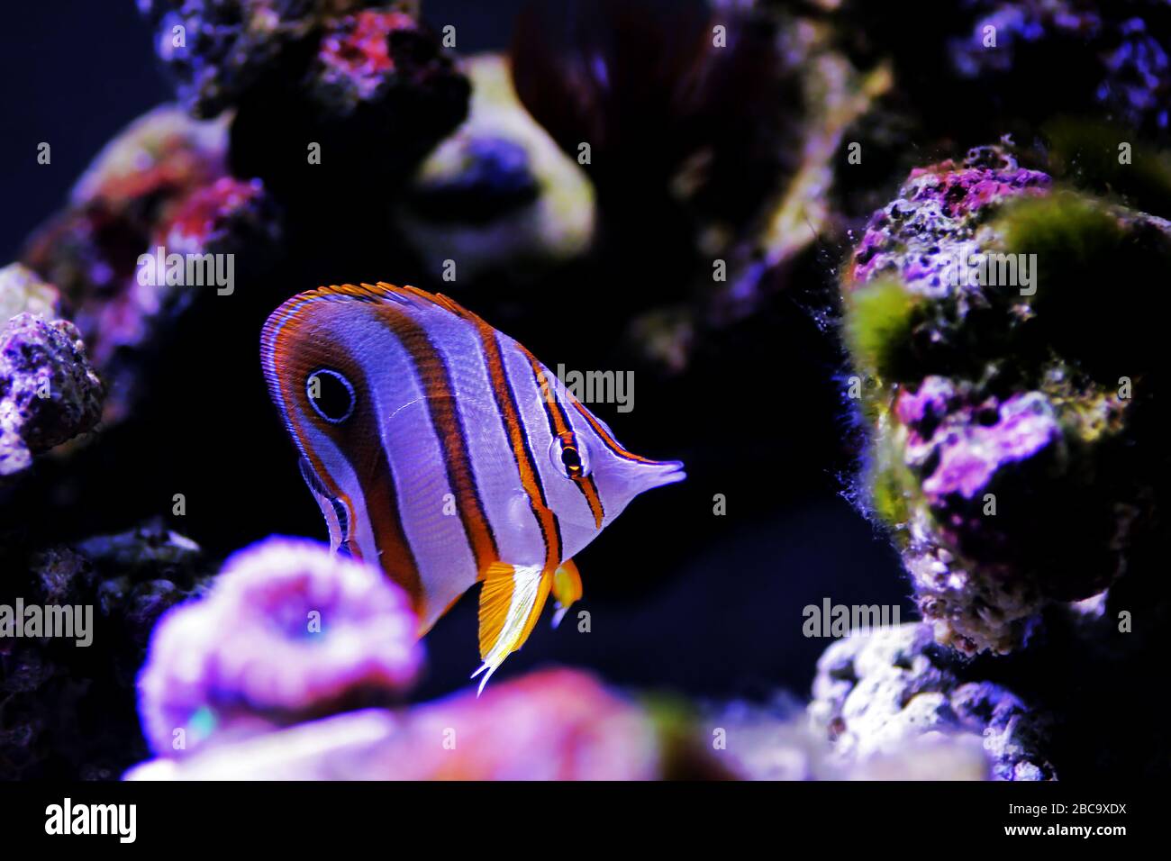 The copperband butterflyfish - (Chelmon rostratus Stock Photo - Alamy