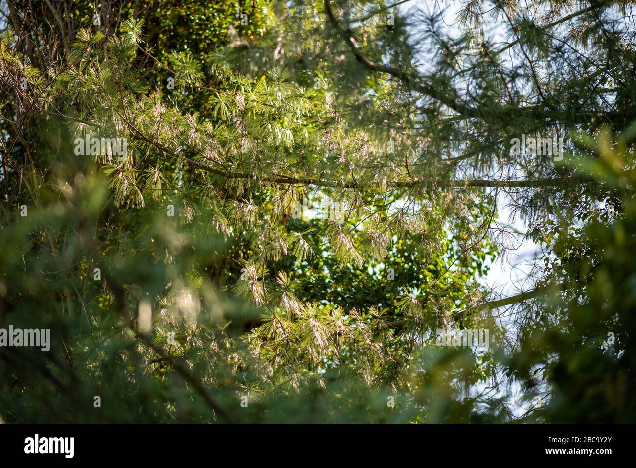 Beautiful detail of tall pine tree in forest with sun rays coming ...