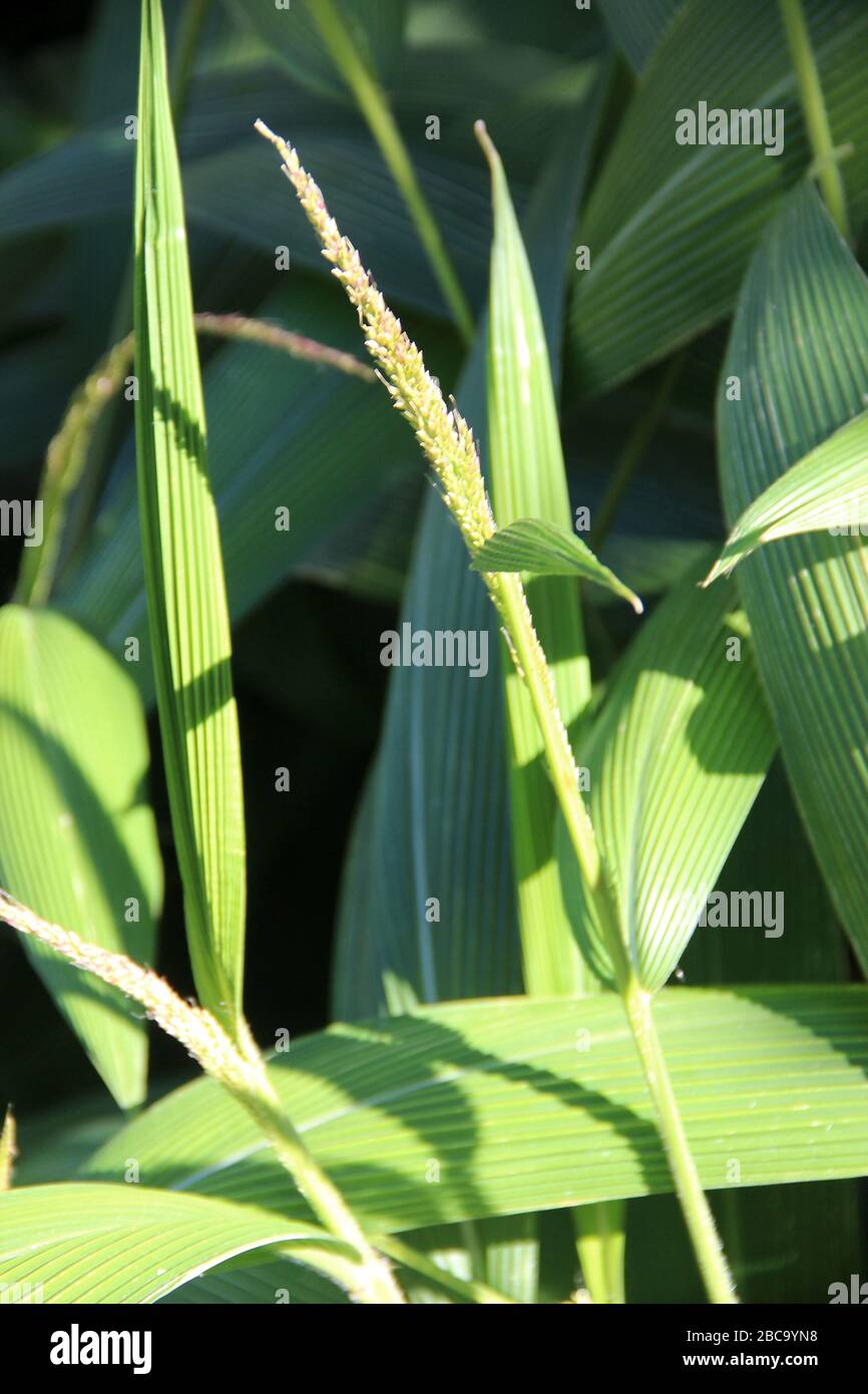 Palm grass (seteria palmifolia Stock Photo - Alamy