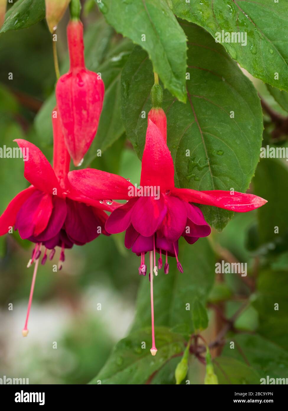 Fuchsia flower, Wemding, City of Fuchsias, Nördlinger Ries, Franconia ...