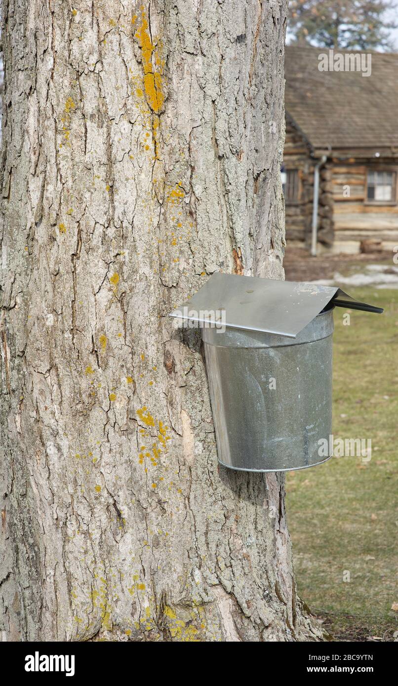 maple syrup pail on tree collecting syrup Stock Photo - Alamy