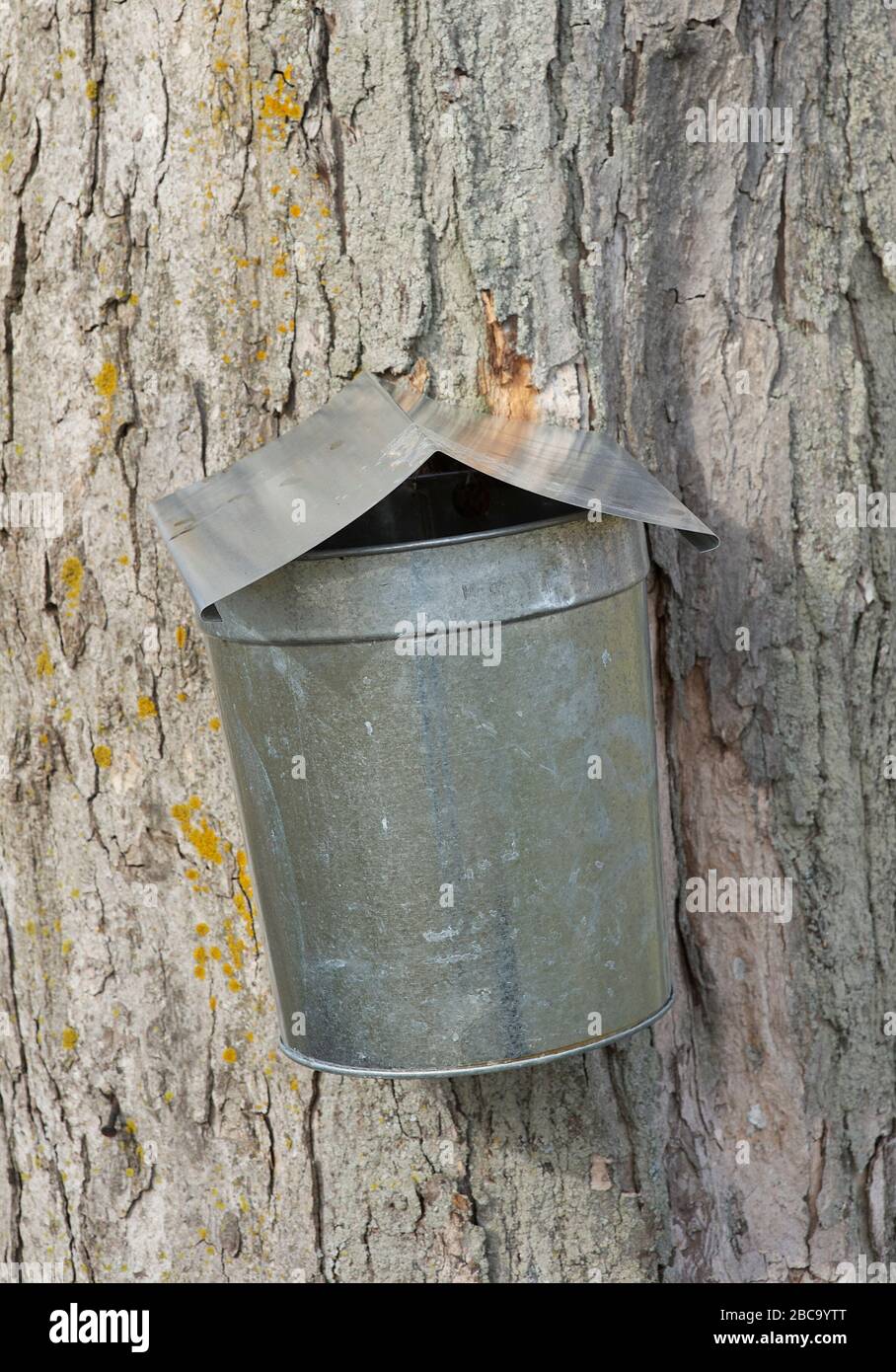 maple syrup pail on tree collecting syrup Stock Photo - Alamy