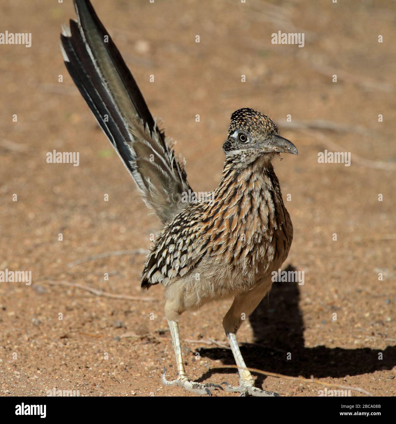 Healthy coyote hi-res stock photography and images - Alamy