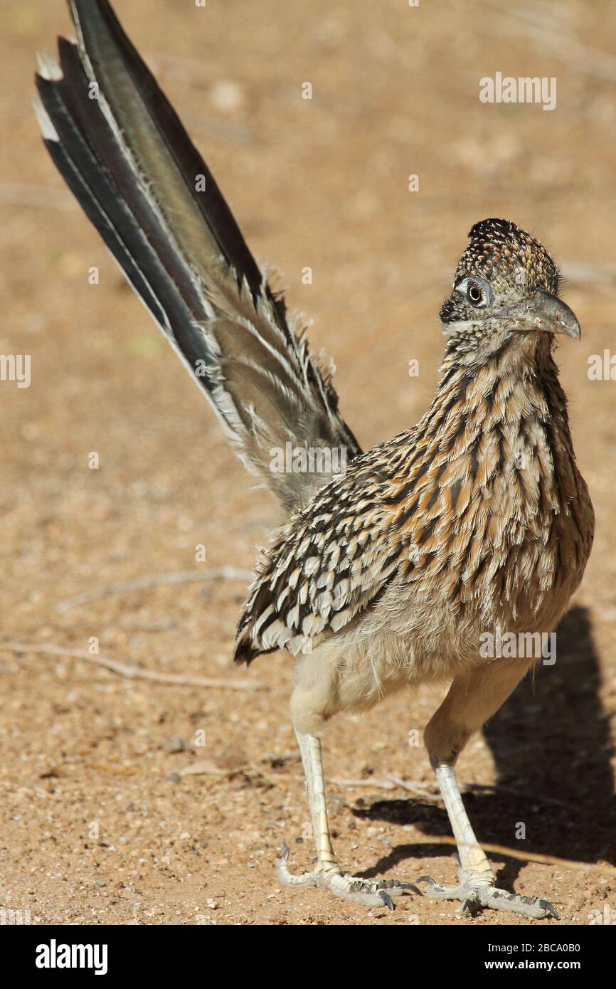 Greater roadrunner running hi-res stock photography and images - Alamy