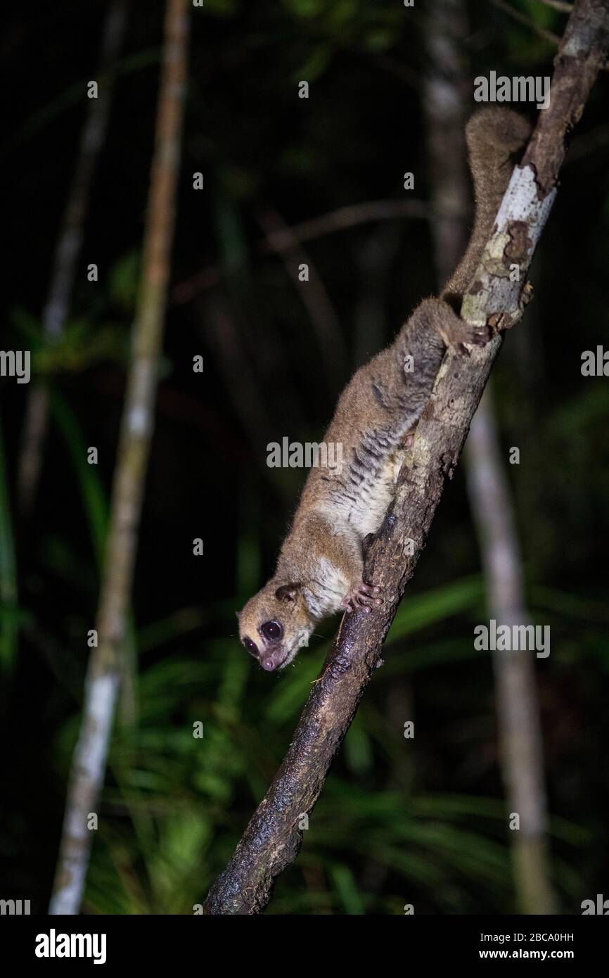 Africa, Madagascar, Aye-Aye Island. Aye-Aye lemur at night Stock Photo ...
