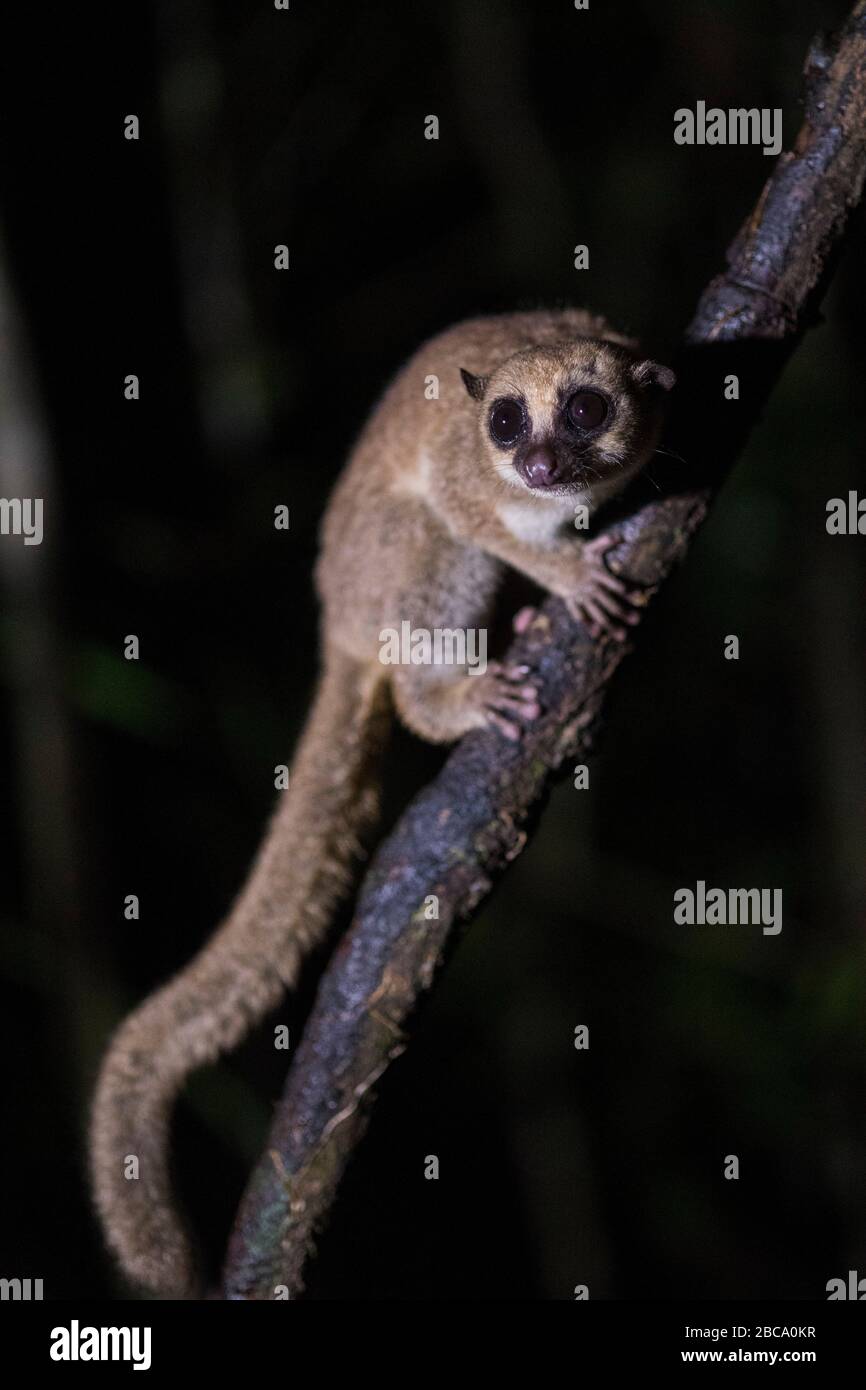 Africa, Madagascar, Aye-Aye Island. Aye-Aye lemur at night Stock Photo ...