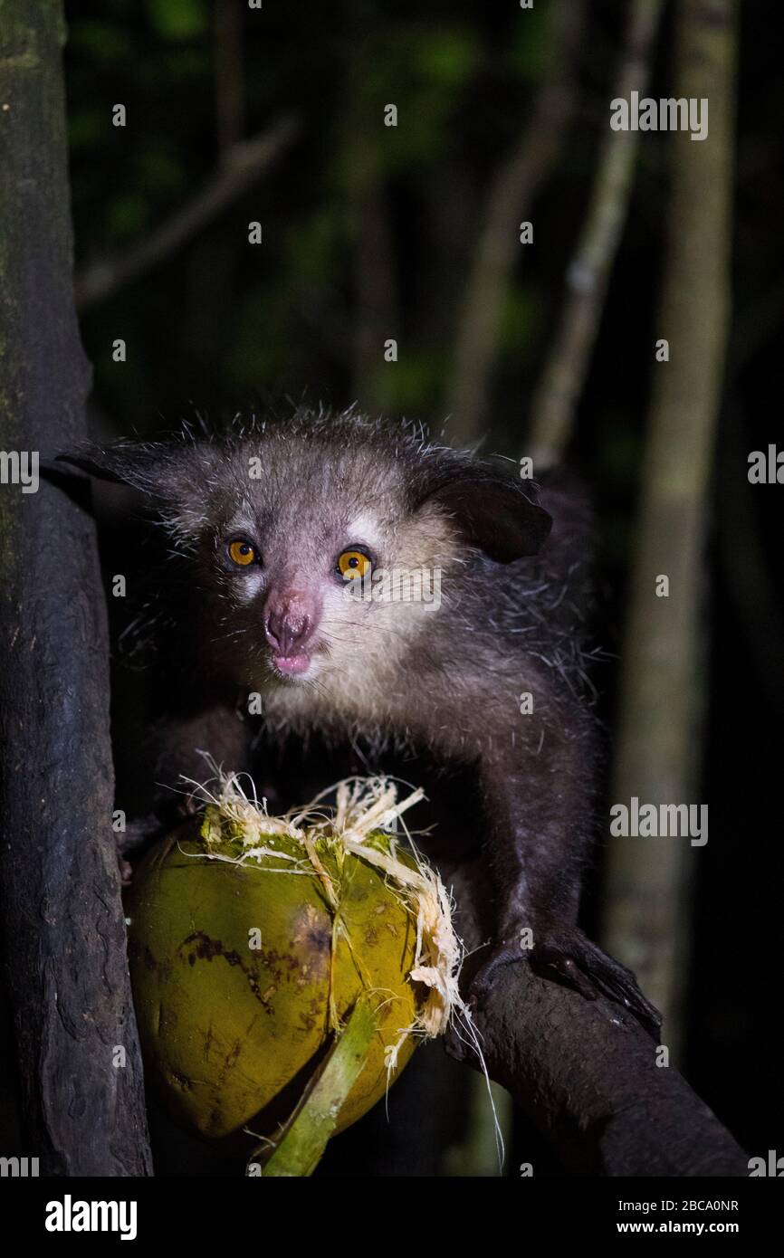 Africa, Madagascar, Aye-Aye Island. Aye-Aye lemur at night Stock Photo ...
