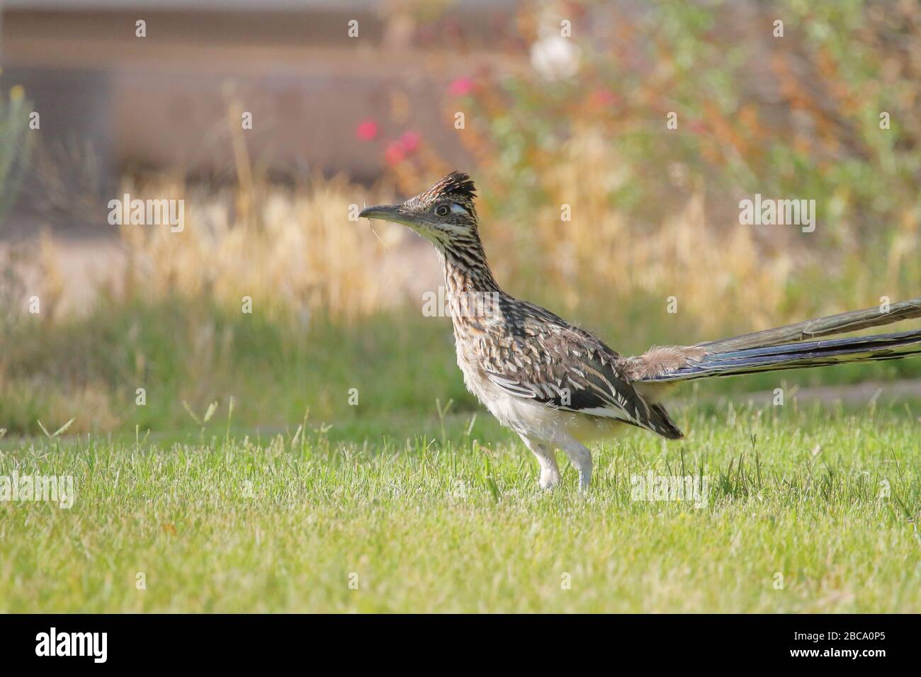 Greater roadrunner portrait hi-res stock photography and images - Alamy