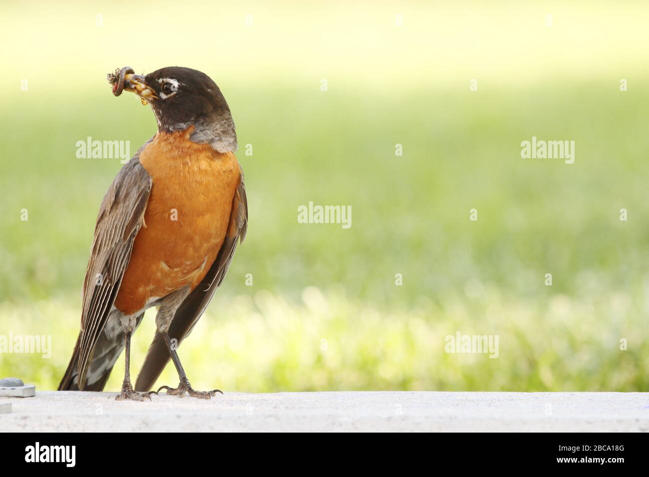 Robin eating larvae hi-res stock photography and images - Alamy