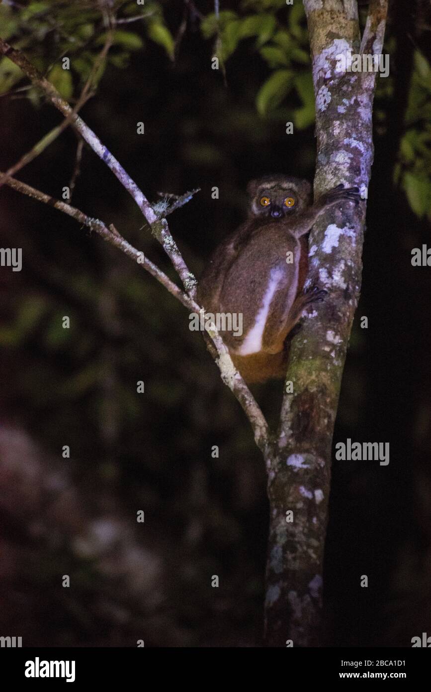 Brown mouse lemur hi-res stock photography and images - Alamy