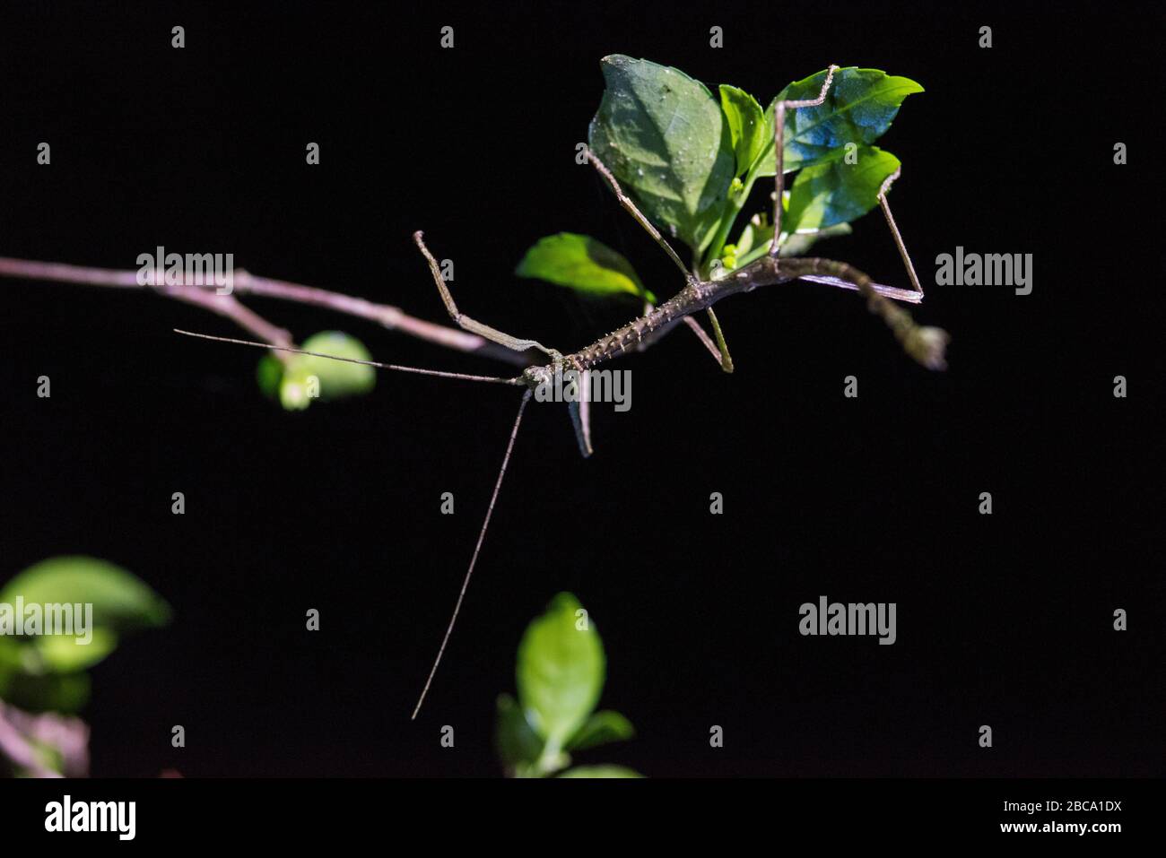 Stick insect on a branch hi-res stock photography and images - Alamy