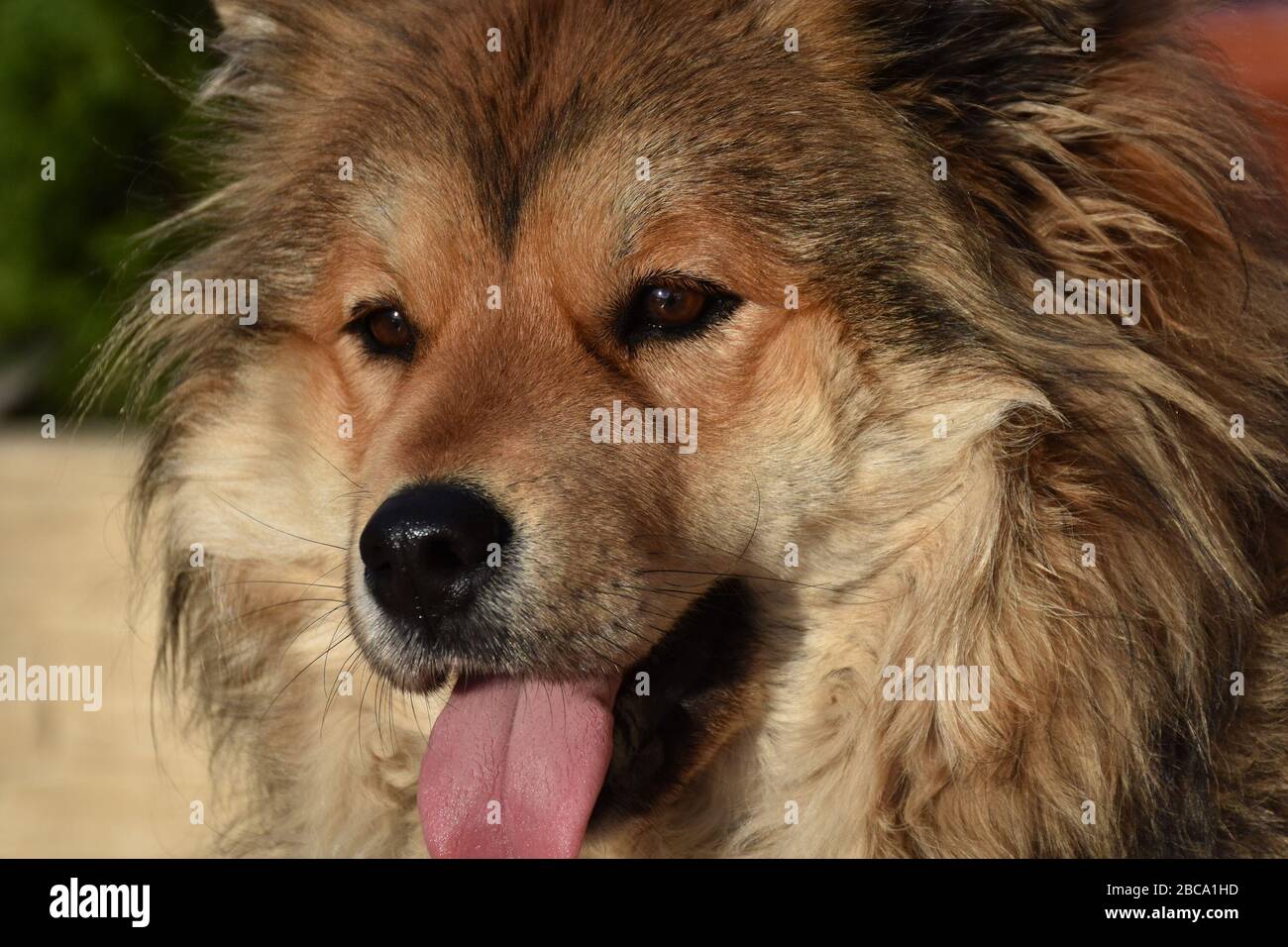 Portrait of dog sideways and close up. Good big dog Stock Photo - Alamy